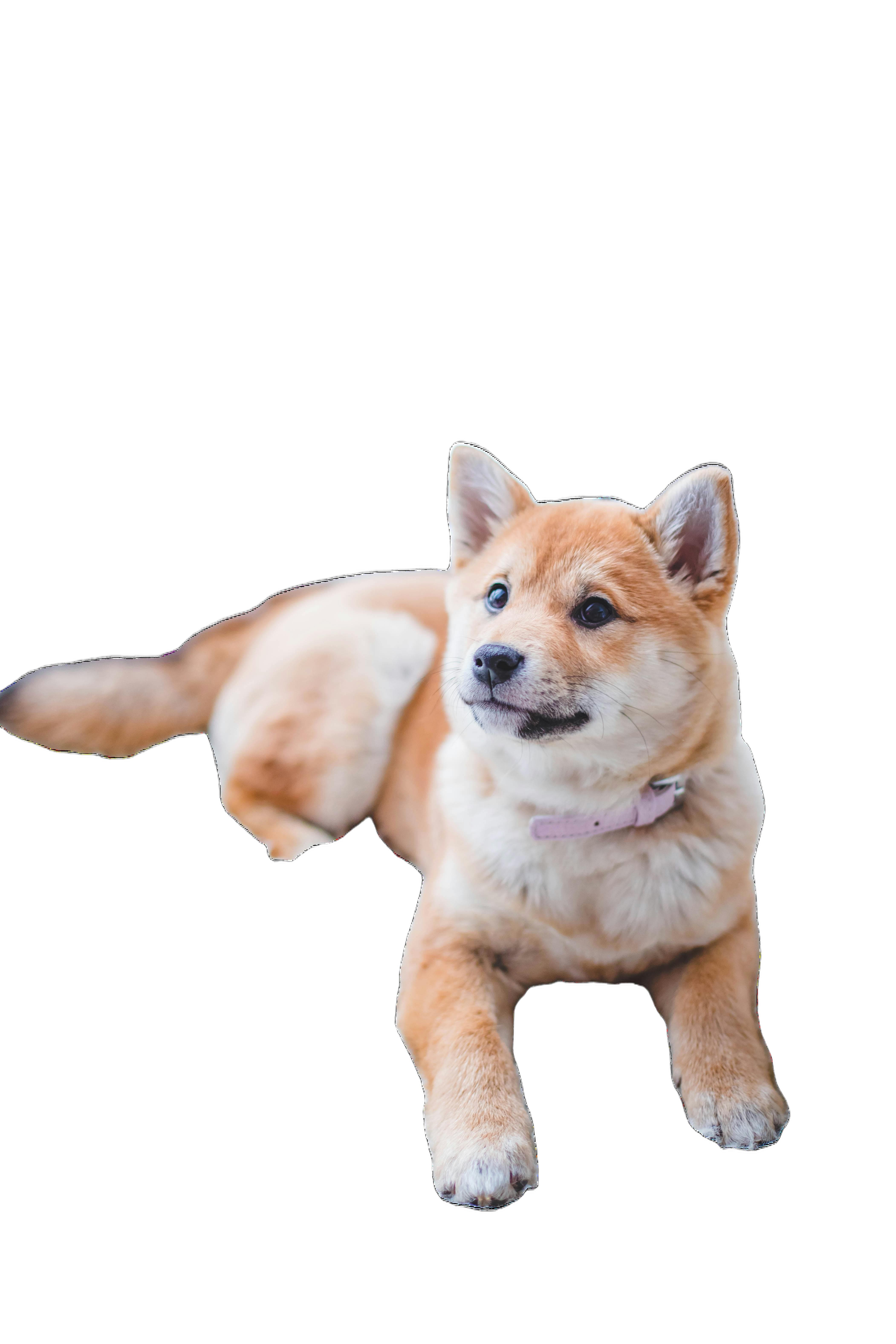 PicTech AI - Image Translation for E-commerce & More